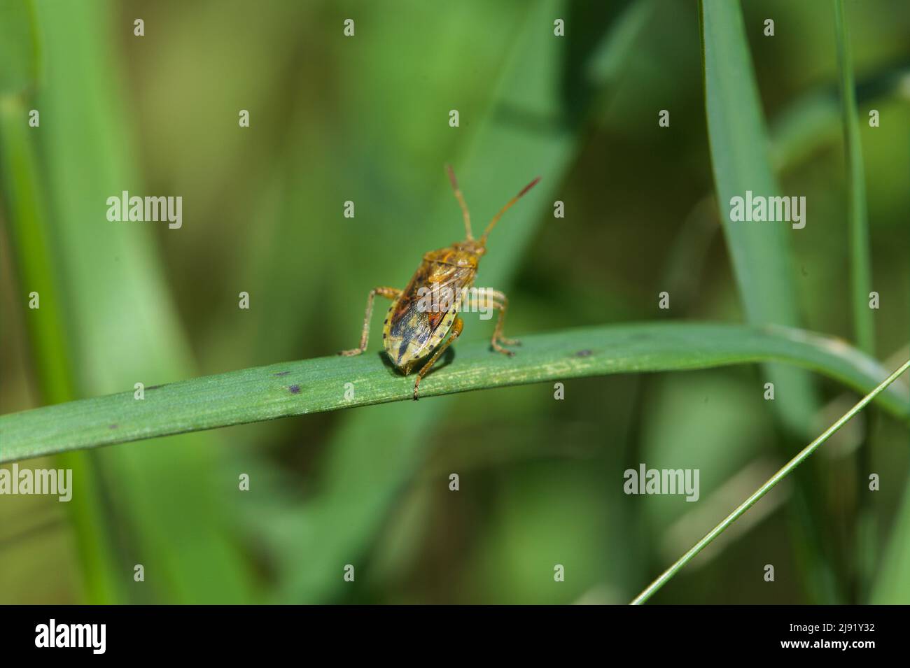 Insects segmented anatomy hi-res stock photography and images - Alamy