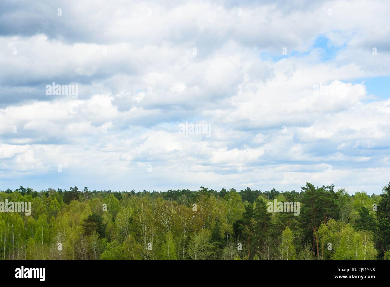 Green treetops and beautiful cloudy sky. Spring forest landscape view ...