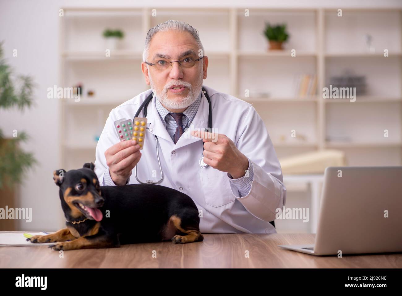 Old vet doctor examining dog in the clinic Stock Photo - Alamy