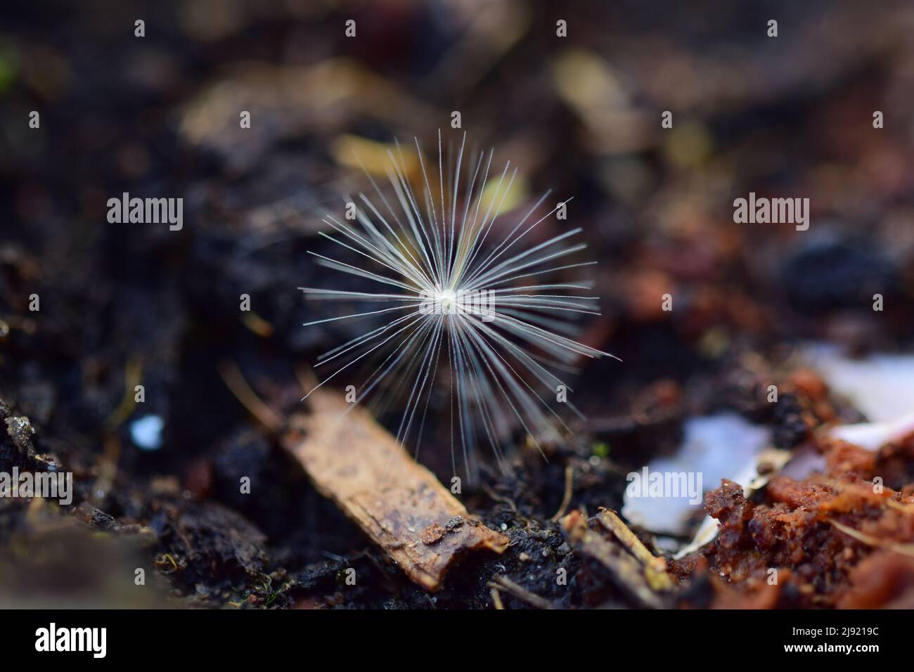 close up of a dandelion seed on the ground Stock Photo - Alamy