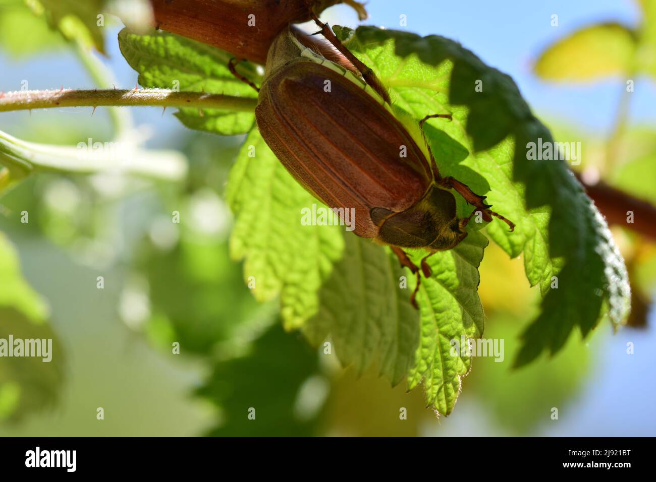 A may beetle sits under a raspberry leaf Stock Photo - Alamy