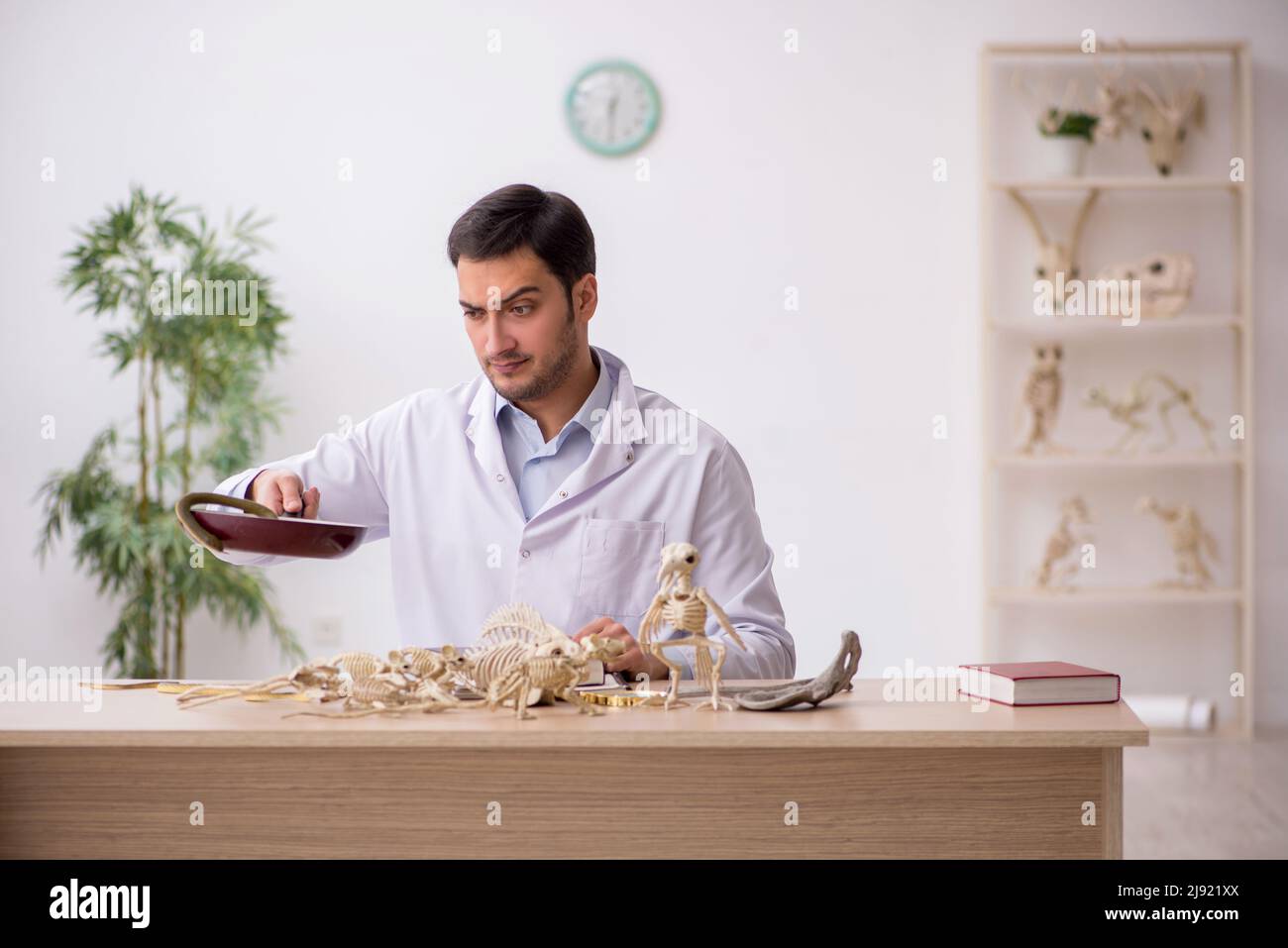 Young student paleontologist examining ancient animals at lab Stock ...