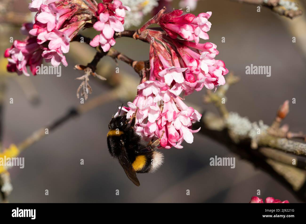 Large earth bumblebee (Bombus terrestris), winter snowball (Viburnum ...