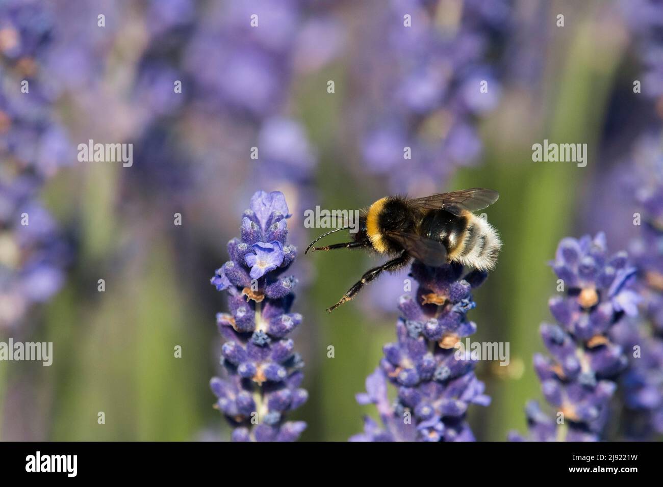 Large earth bumblebee hi-res stock photography and images - Alamy