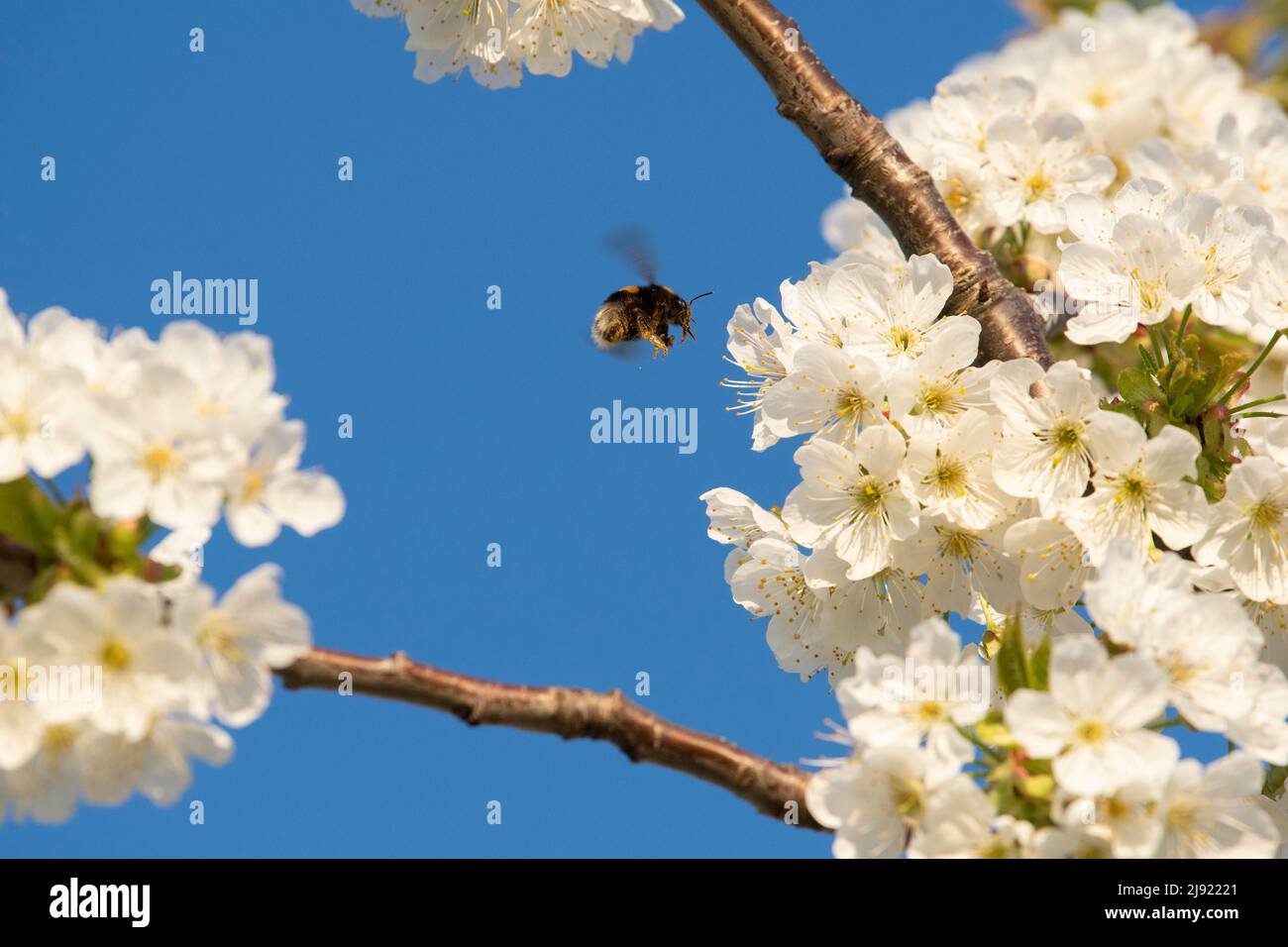 Large earth bumblebee (Bombus terrestris) flying on flowers of wild ...
