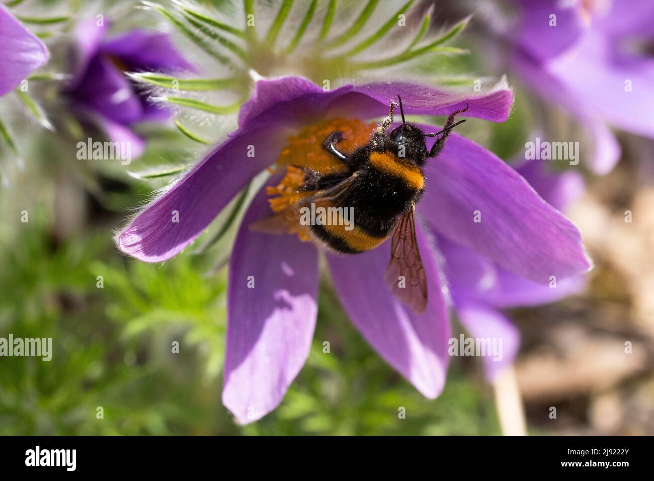 Large earth bumblebee (Bombus terrestris) leaving pasque flower (Pulsatilla vulgaris), pasque ...