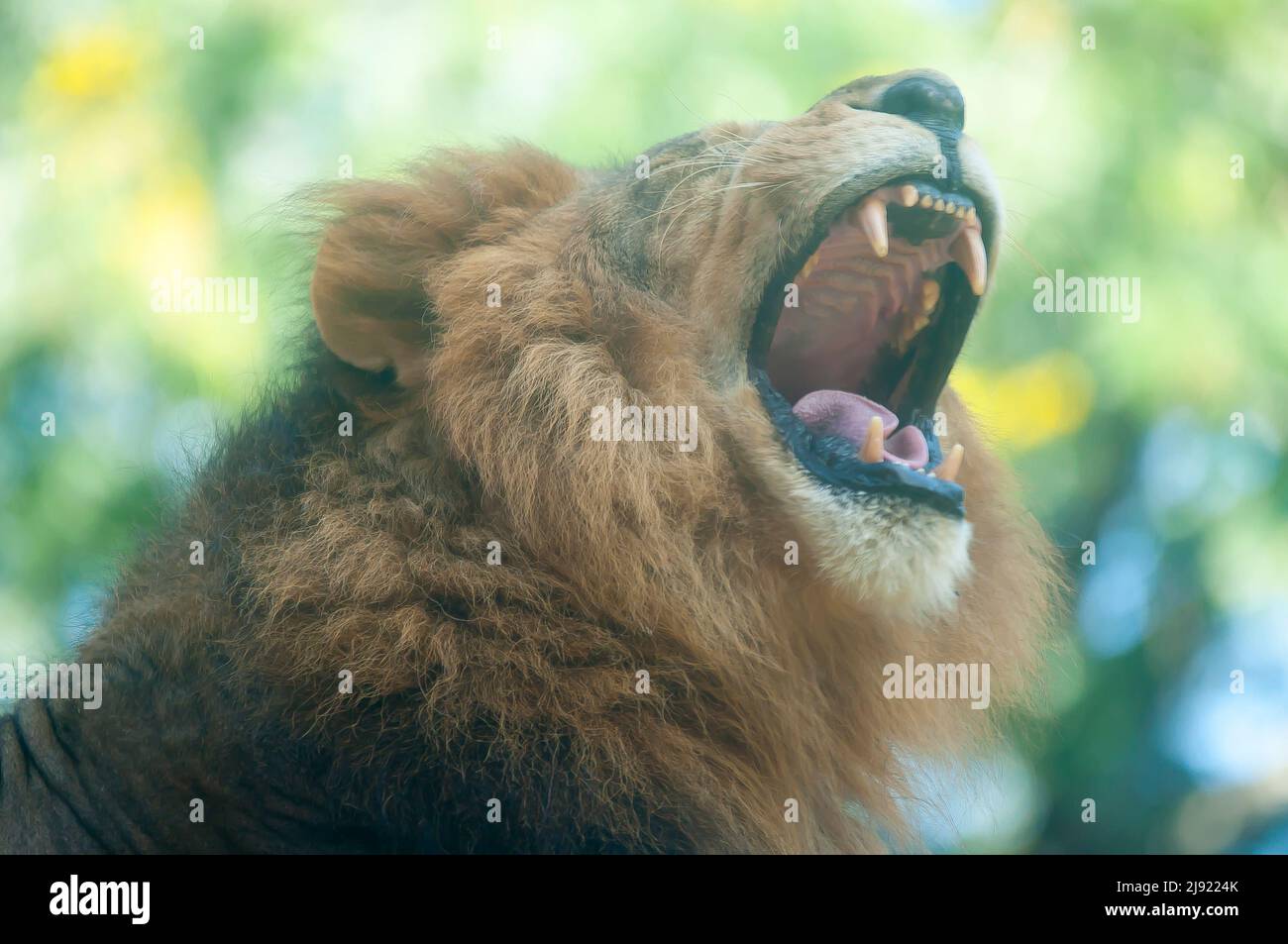 African male lion close up, the biggest African cat Stock Photo - Alamy