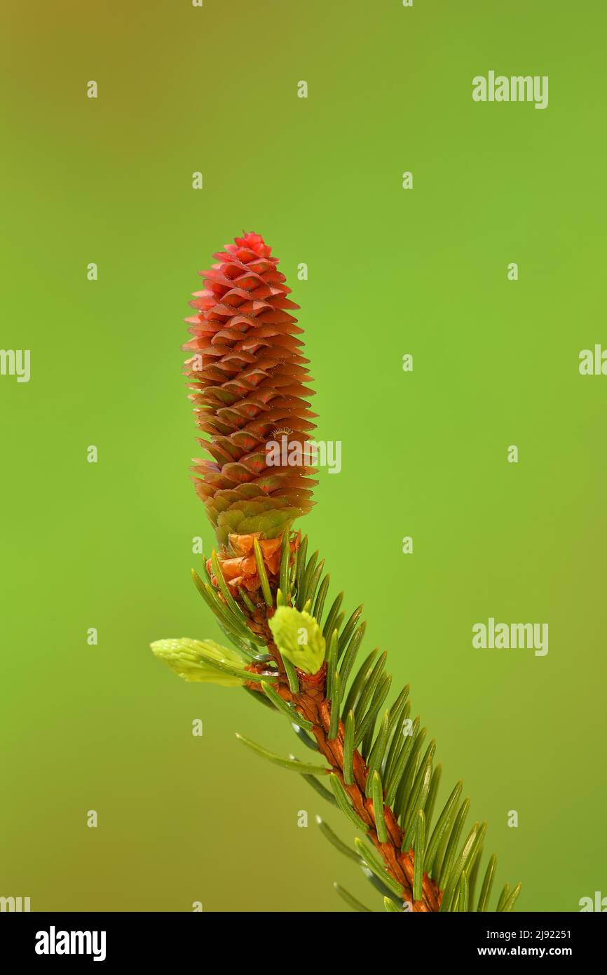 European spruce (Picea abies), inflorescence, female flower, becomes ...