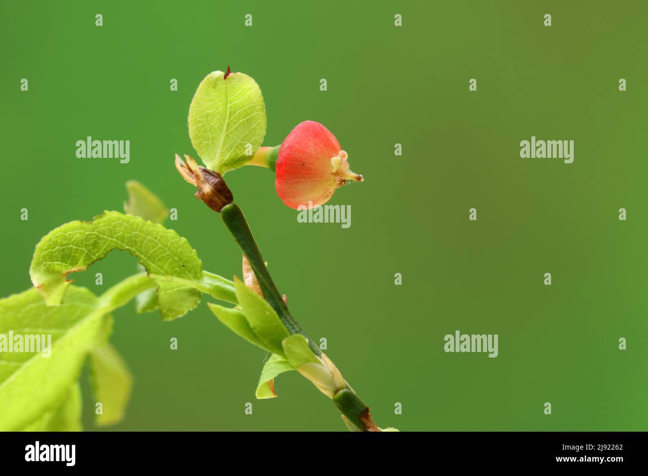 European blueberry (Vaccinium myrtillus), blueberry, forest blueberry ...
