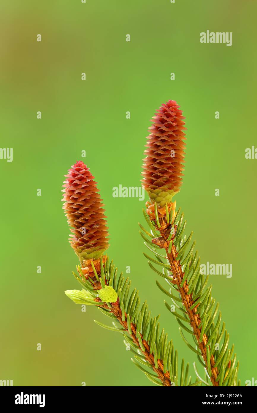 European spruce (Picea abies), inflorescence, female flower, becomes ...