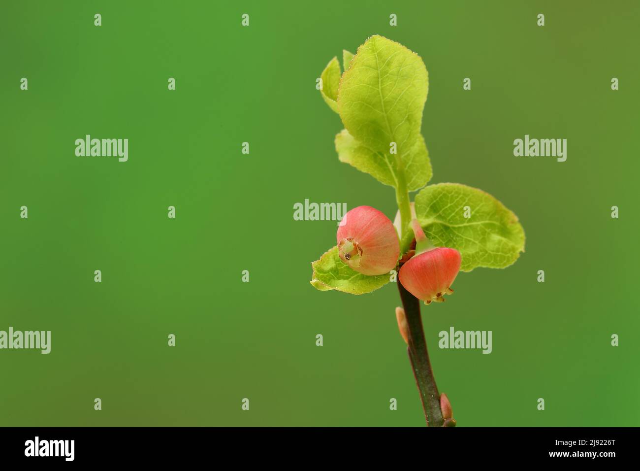 European blueberry (Vaccinium myrtillus), blueberry, forest blueberry ...
