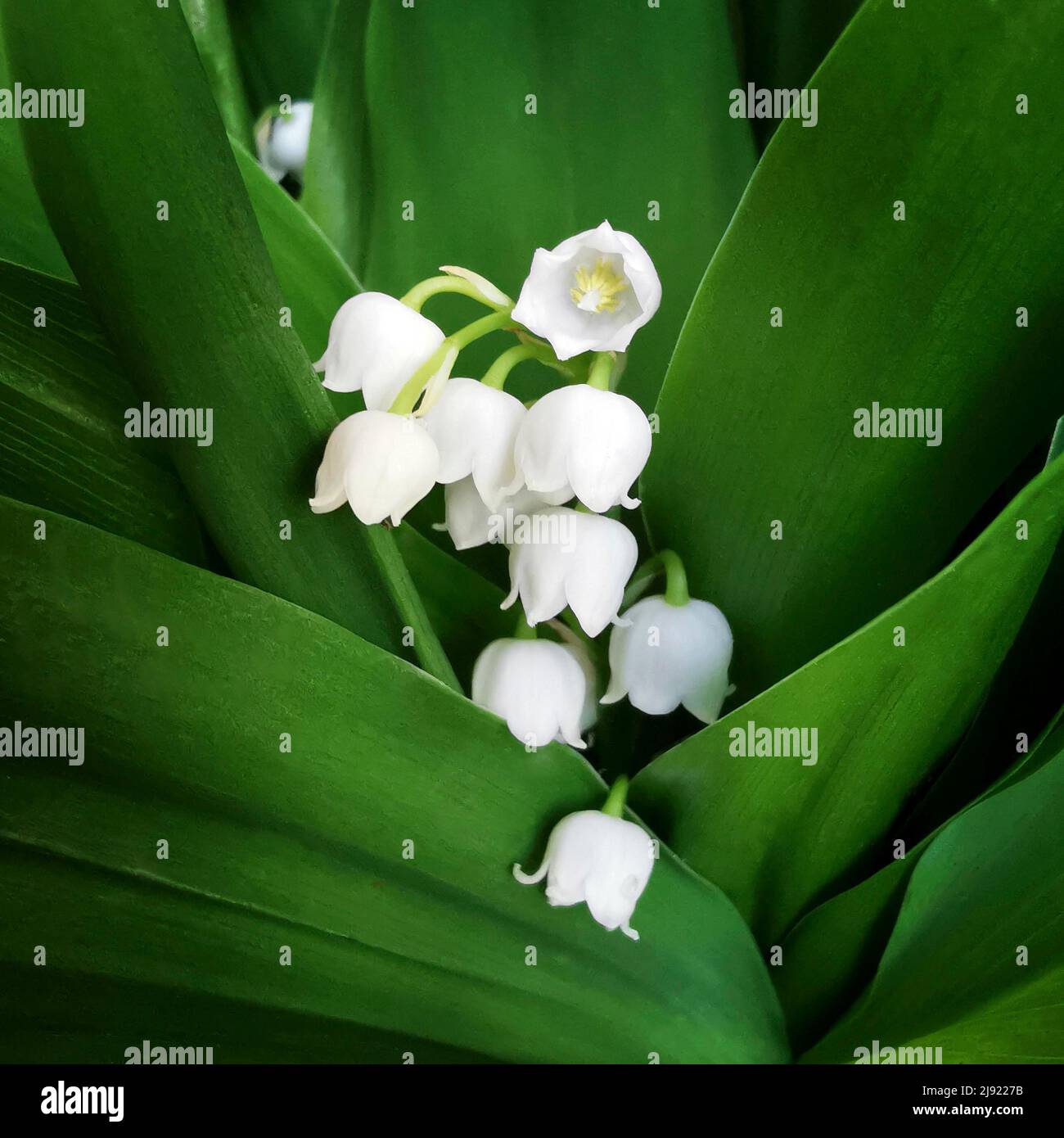Lily of the valley, France Stock Photo - Alamy