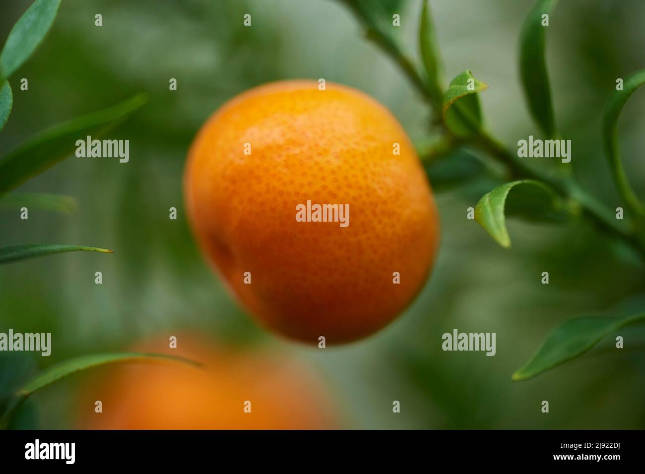 Mandarin orange (Citrus reticulata) friut hanging on a branch in a ...