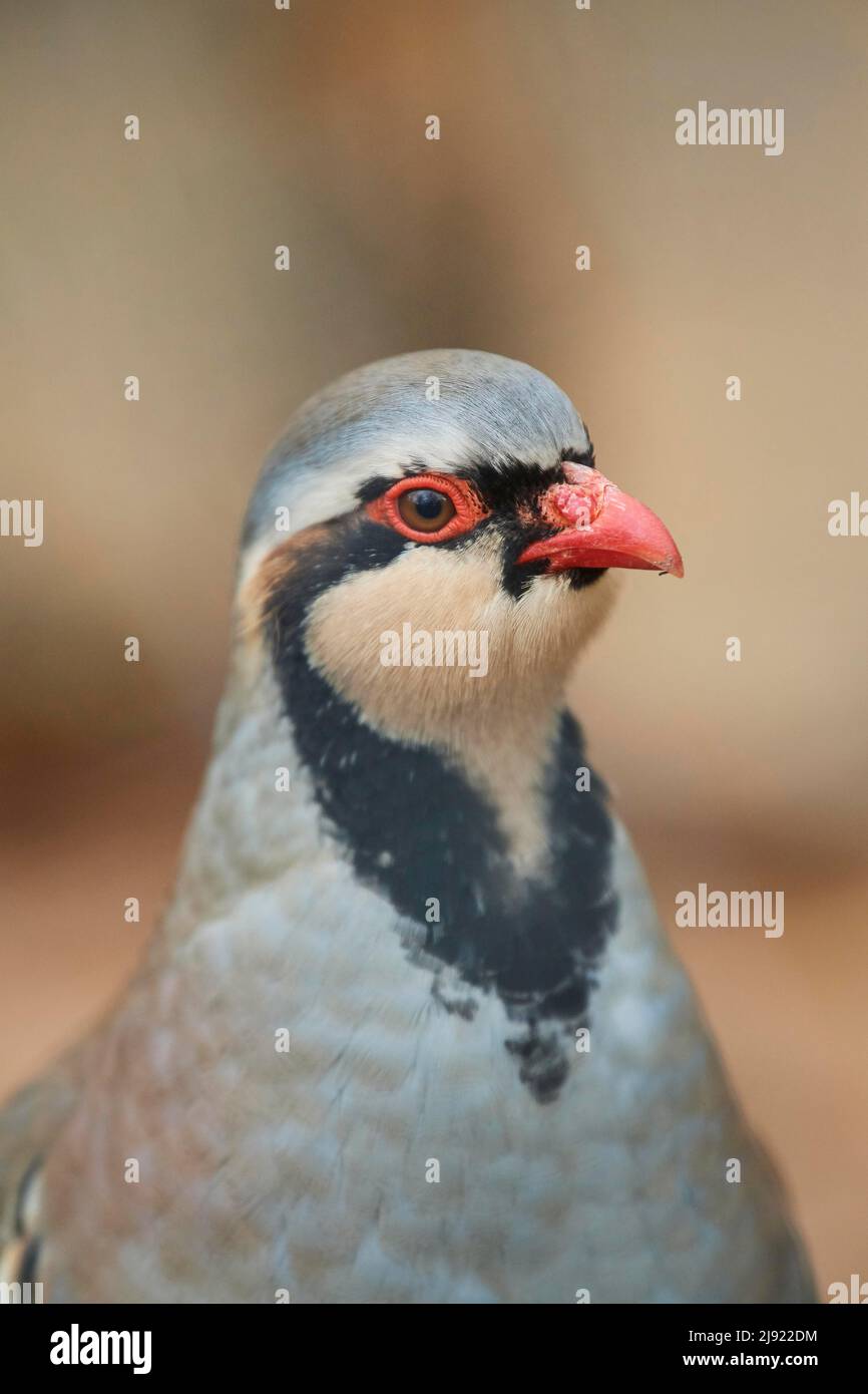 Common rock partridge (Alectoris graeca), portrait, Bavaria, Germany ...