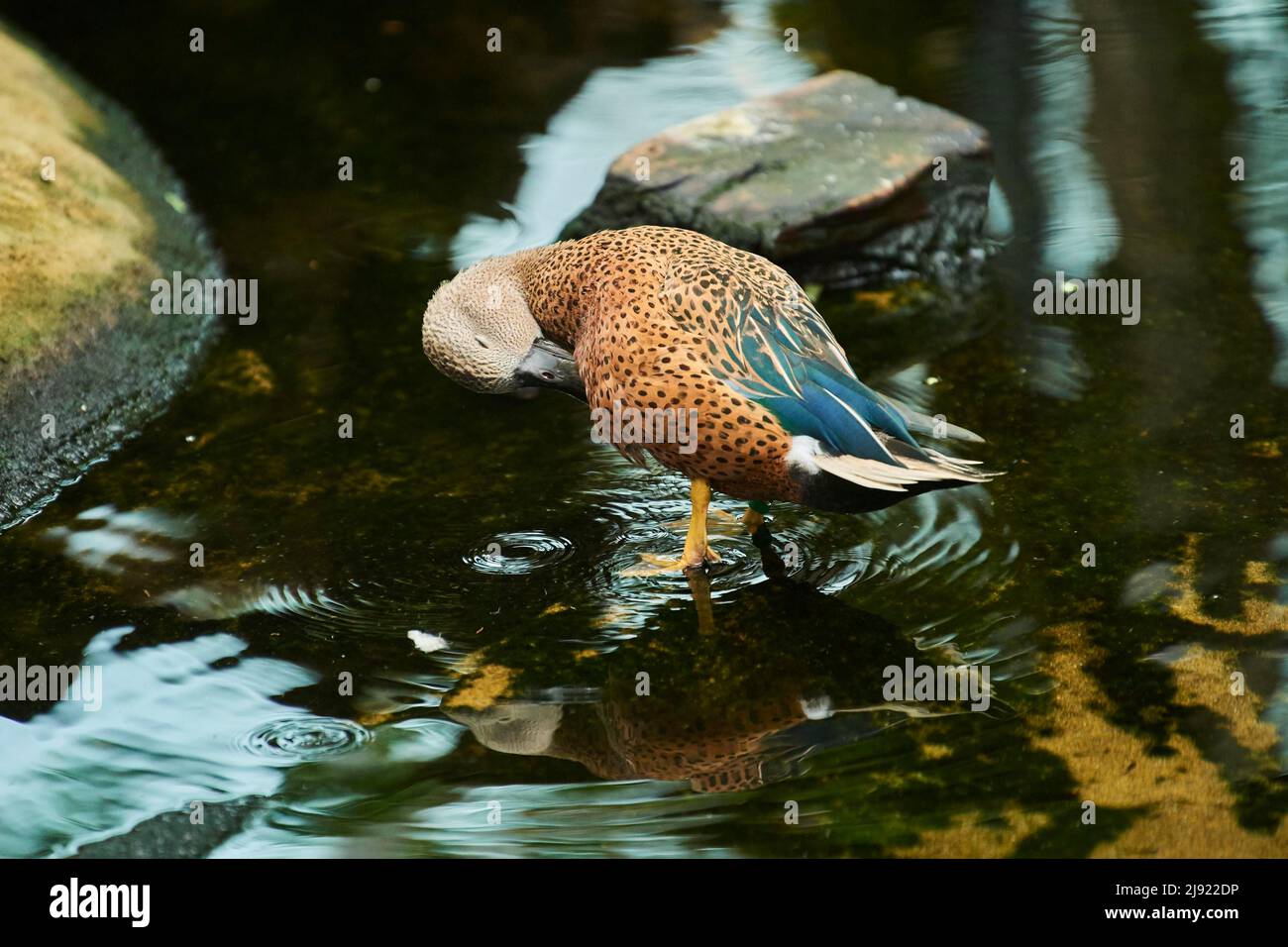 Red shoveler (Spatula platalea), duck, standing in a little lake ...