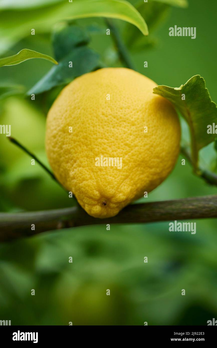 Lemon (Citrus limon) friut hanging on a branch in a greenhouse, Germany ...