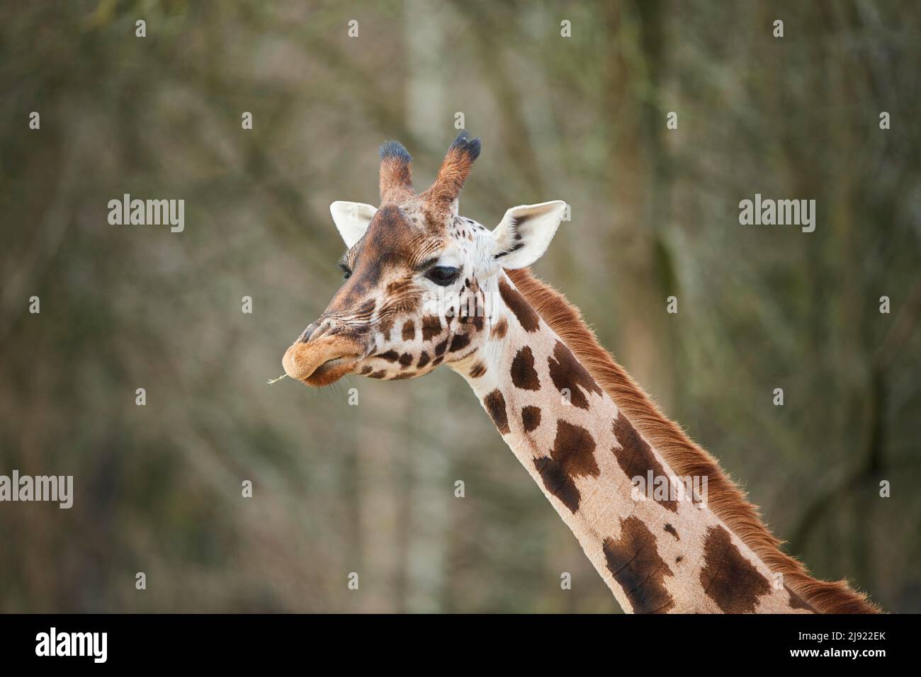 Reticulated giraffe (Giraffa camelopardalis reticulata), portrait ...
