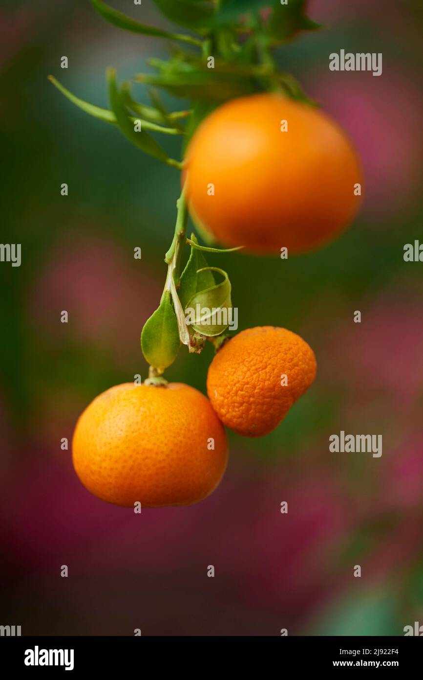 Mandarin orange (Citrus reticulata) friut hanging on a branch in a ...
