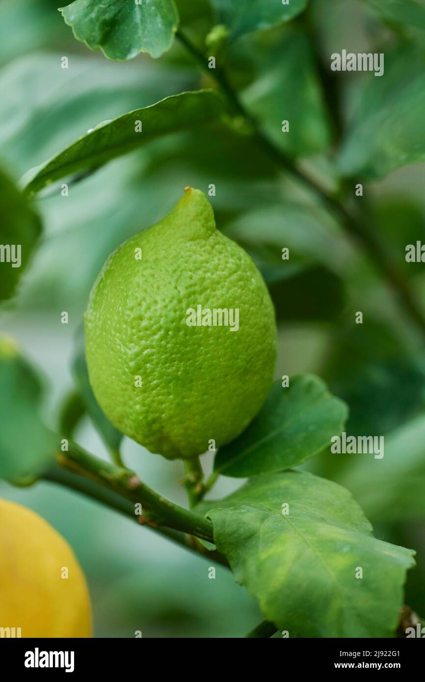 Lemon (Citrus limon) friut hanging on a branch in a greenhouse, Germany ...