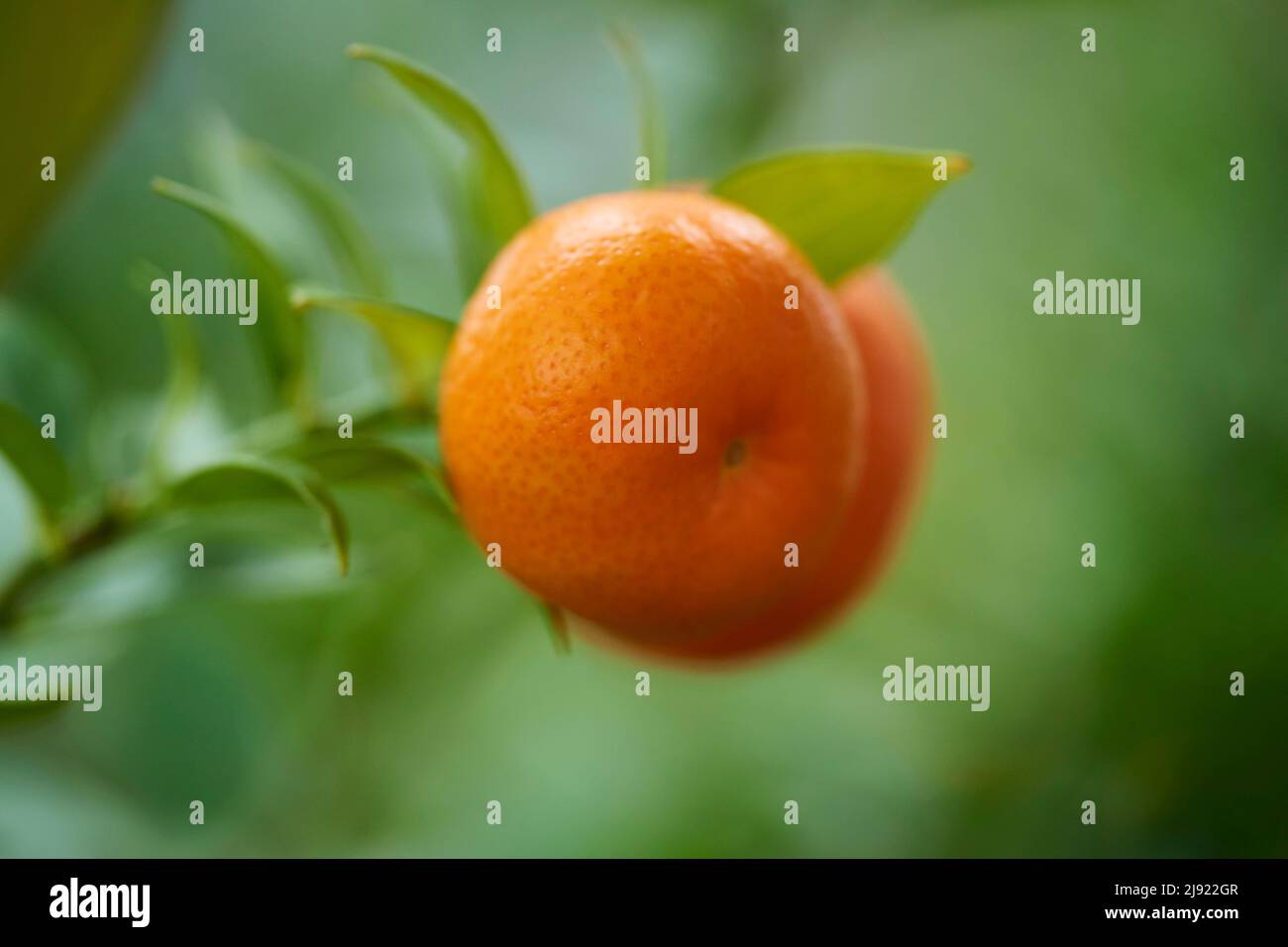 Mandarin orange (Citrus reticulata) friut hanging on a branch in a ...