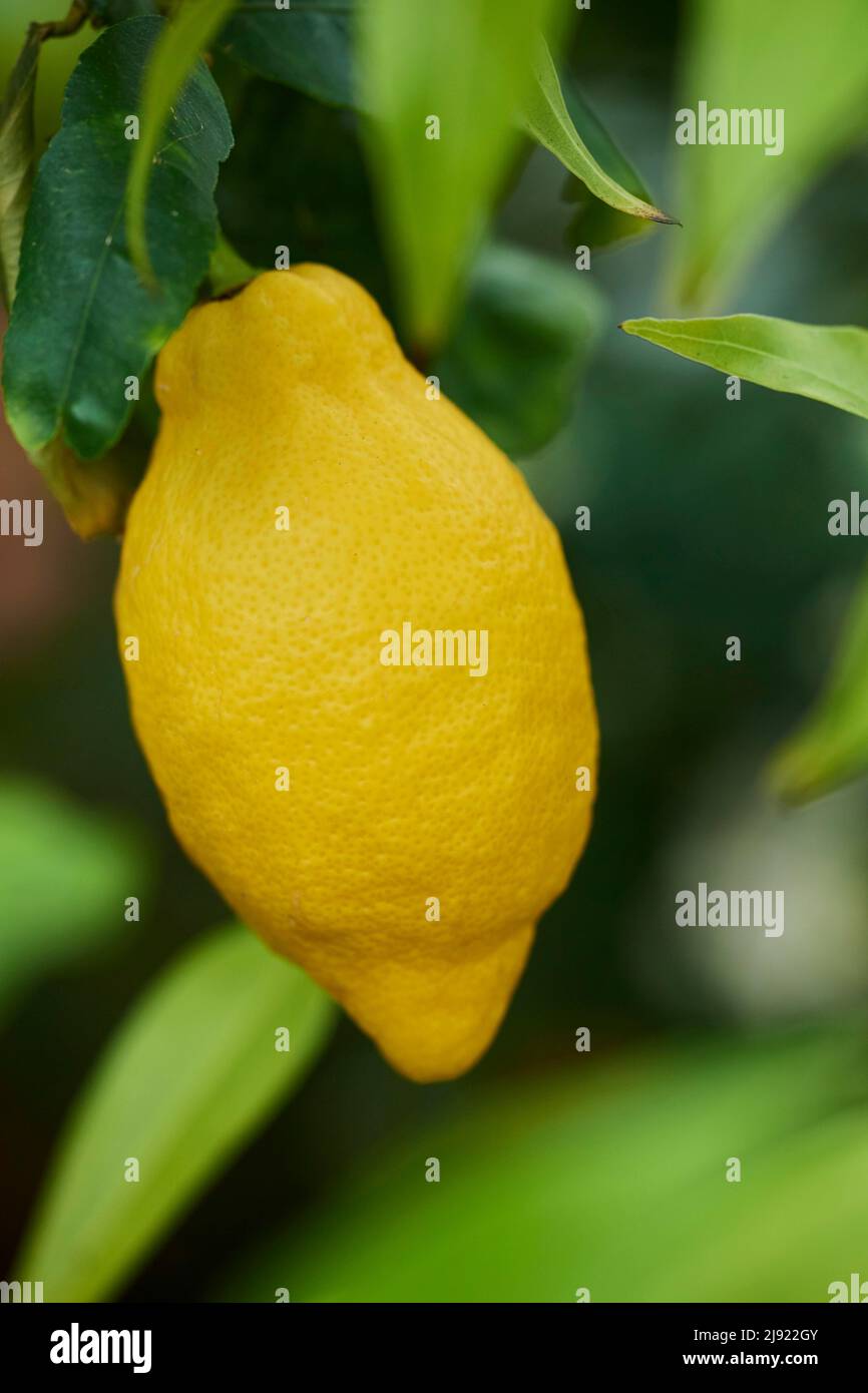 Friut plant hi-res stock photography and images - Alamy