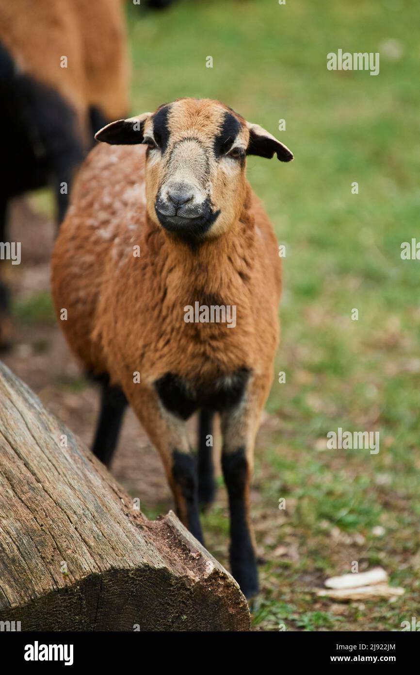 Dwarf sheep hi-res stock photography and images - Alamy