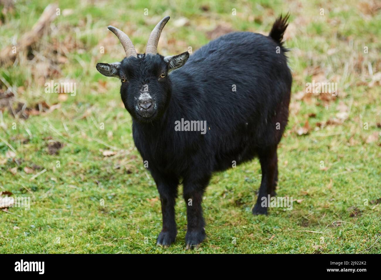 Goat (Capra hircus) on a meadow, Bavaria, Germany Stock Photo - Alamy