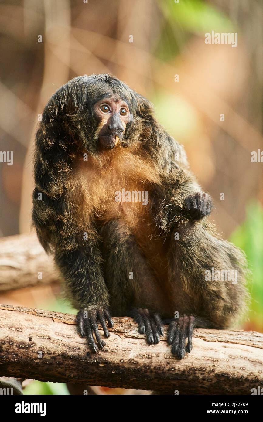 White-faced saki (Pithecia pithecia) female, captive, Germany Stock ...