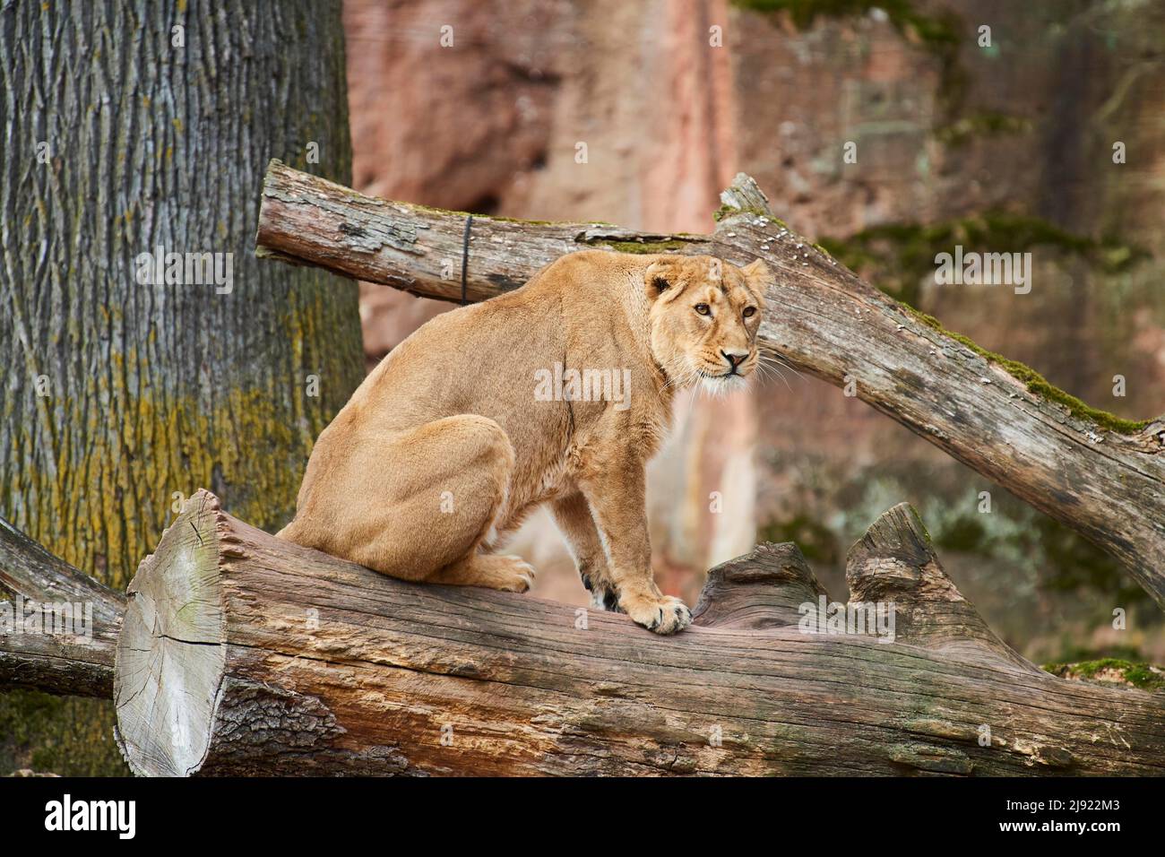 Asiatic lion (Panthera leo leo) sitting on an old tree trunck, Bavaria ...