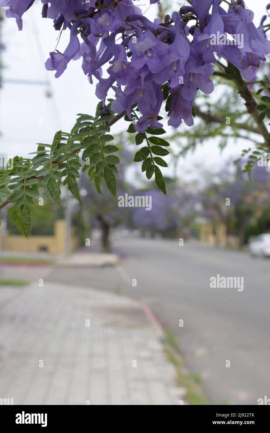 Jacaranda leaves hi-res stock photography and images - Alamy
