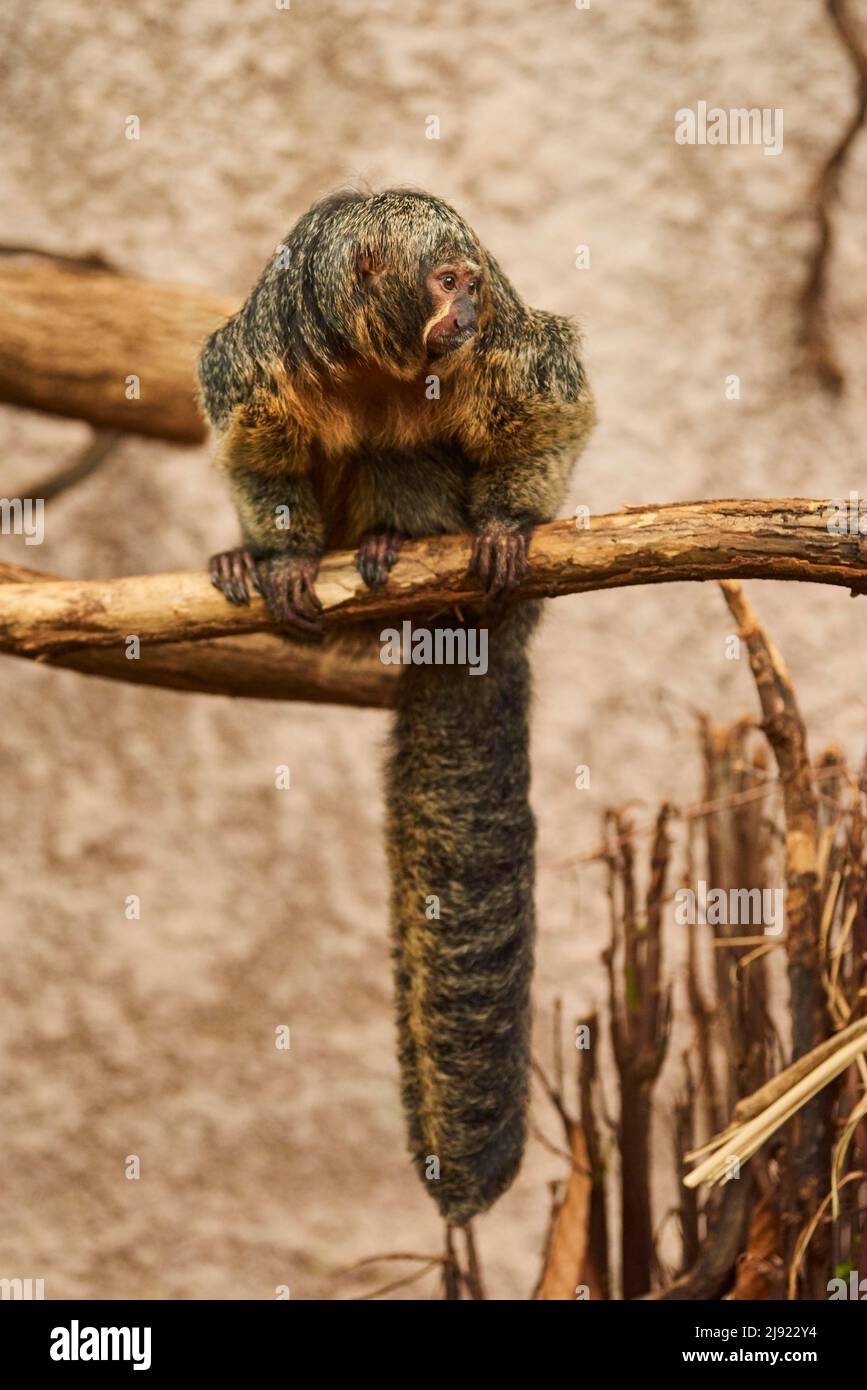 White-faced saki (Pithecia pithecia) female, captive, Germany Stock ...