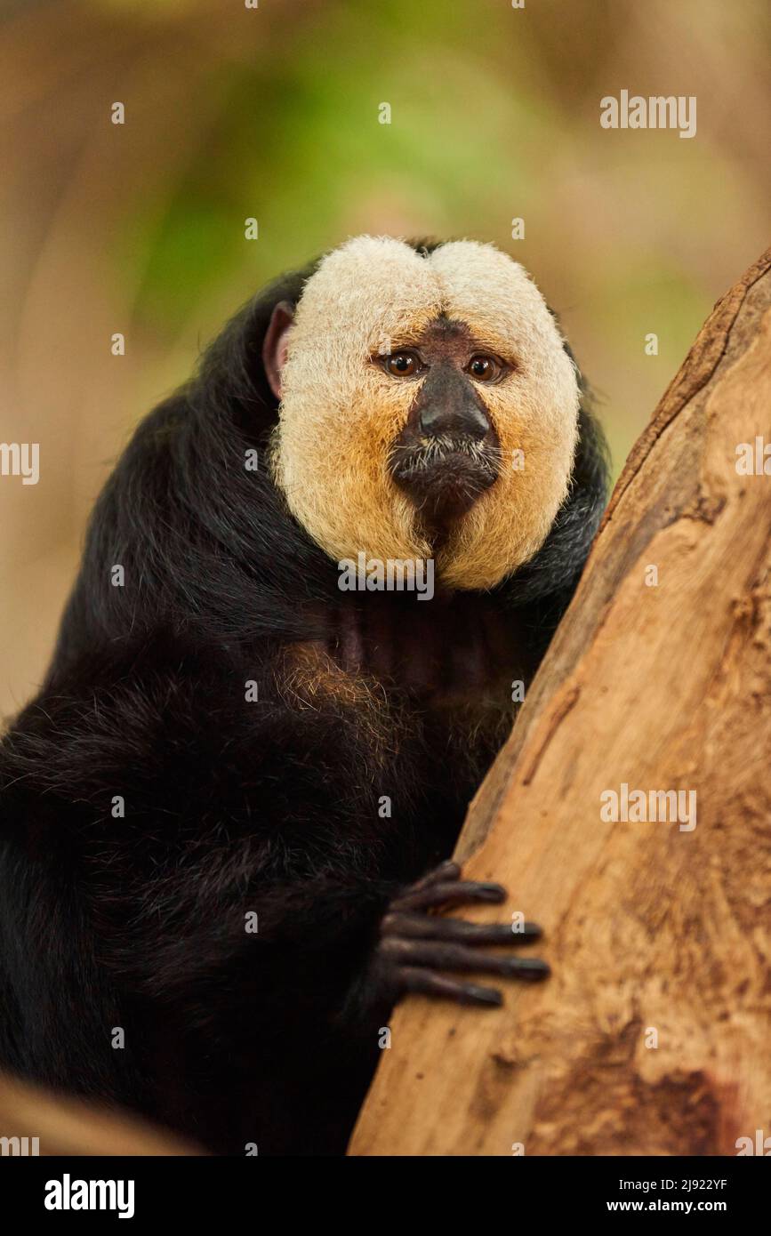White-faced saki (Pithecia pithecia) male, captive, Germany Stock Photo ...