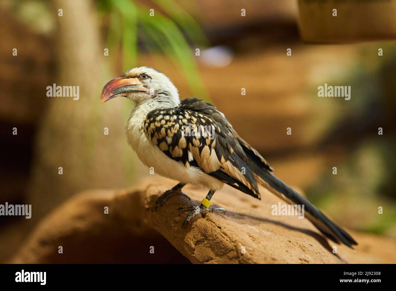 Northern red-billed hornbill (Tockus erythrorhynchus), captive, Bavaria ...