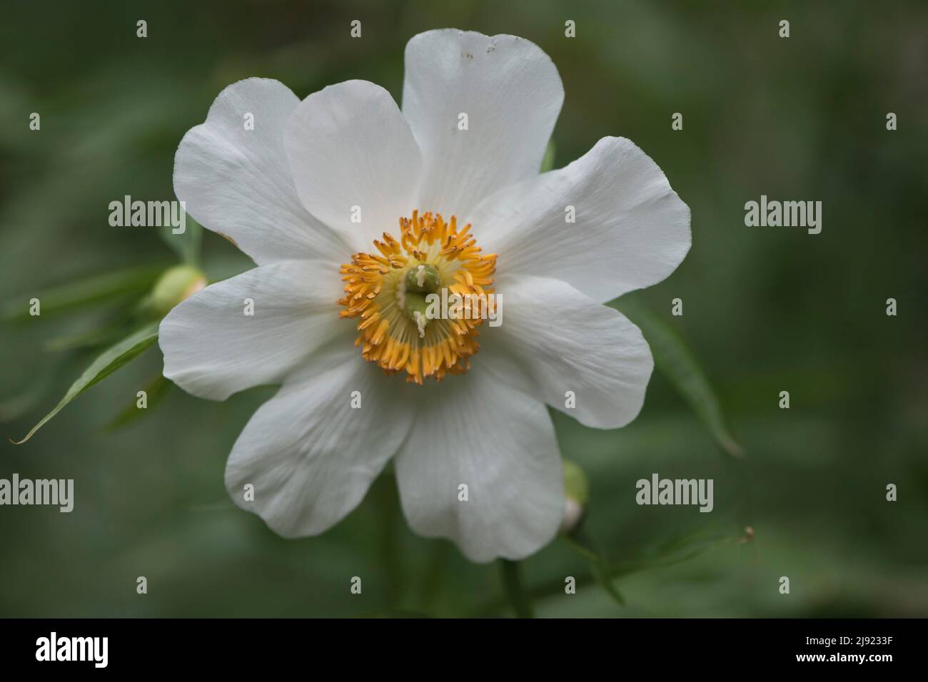 Paeonia emodi hi-res stock photography and images - Alamy