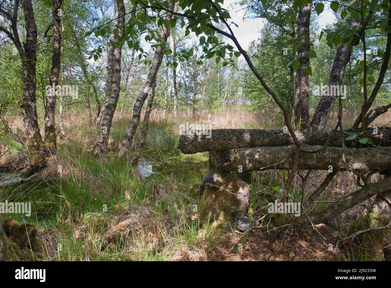 Moorland with birch trees (Betula pendula), Emsland, Lower Saxony ...