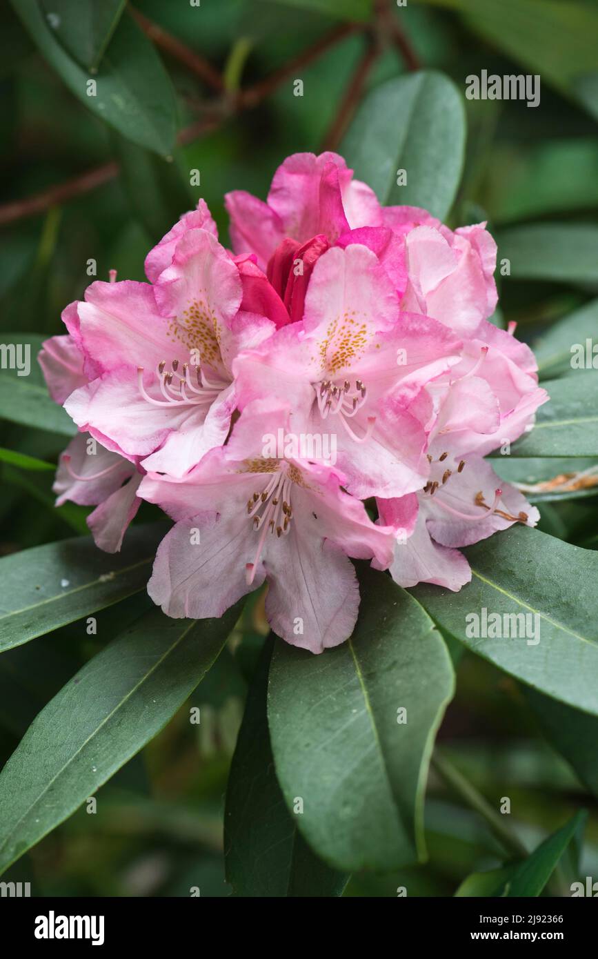 Rhododendrons (Rhododendron) Pink Cherub, Emsland, Lower Saxony ...