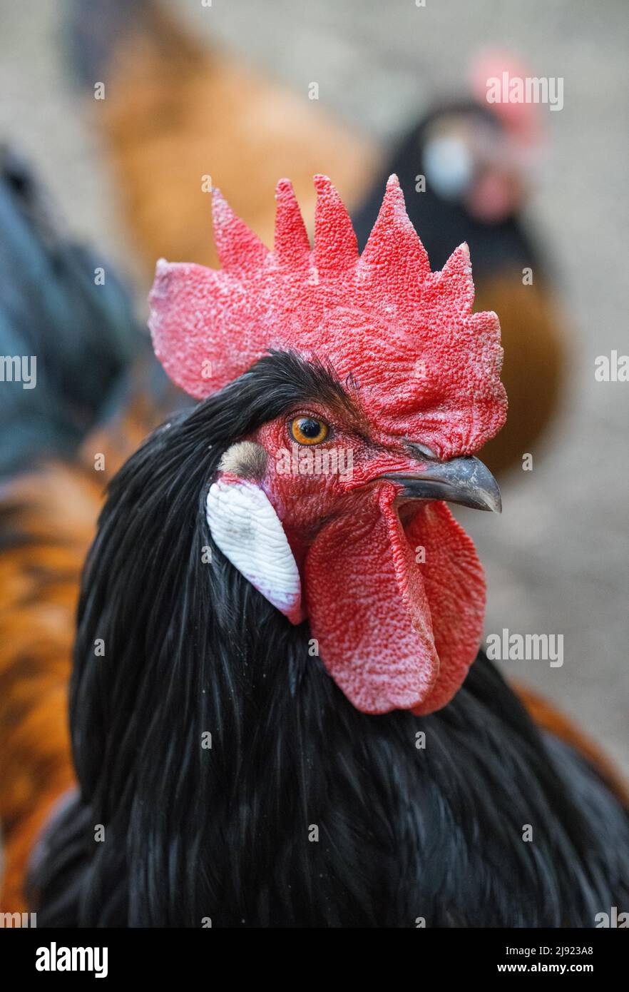 Domestic chicken (Gallus gallus domesticus), close-up head male, North ...