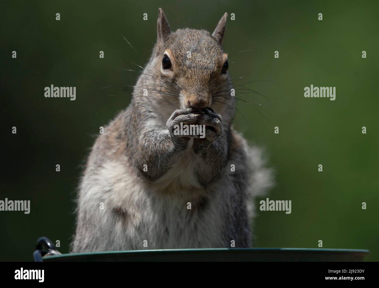 Squirrel nibbling a peanut hi-res stock photography and images - Alamy
