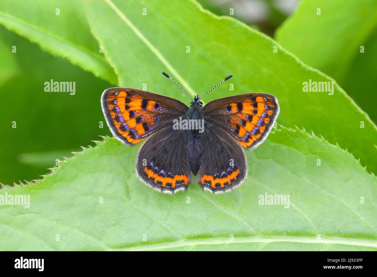 Blue iris fire butterfly (Lycaena helle), female sitting on a leaf of a ...