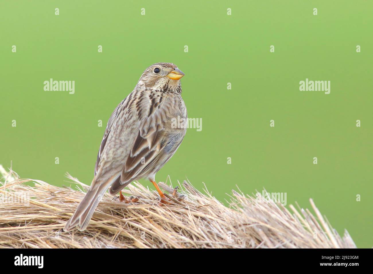 Corn bunting (Emberiza calandra), Old bird sitting on straw bale ...