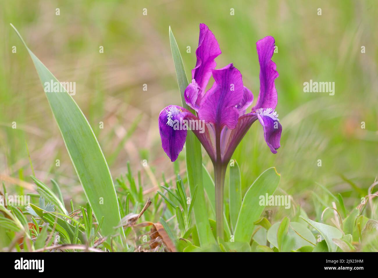 European dwarf iris (Iris pumila), dwarf iris, flower of the blue ...