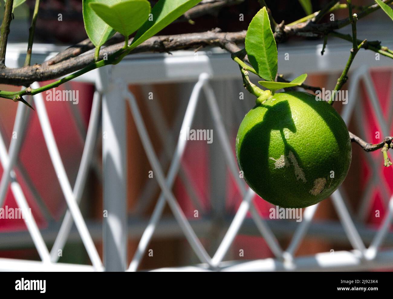 Lemon vine hi-res stock photography and images - Alamy