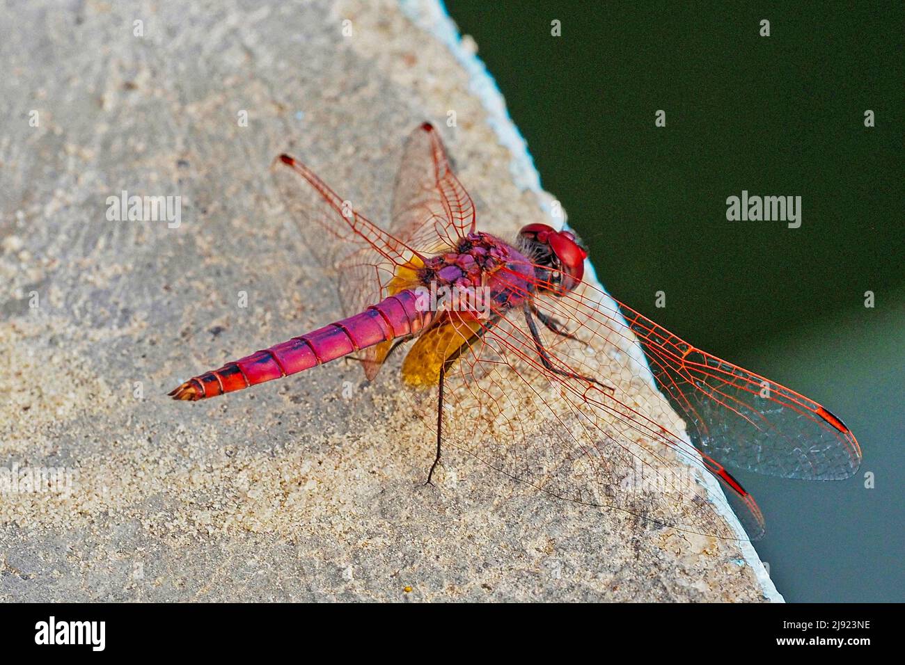 Macro, dragonfly, Rotader Sonnenzeiger (Trithemis arteriosa), male ...
