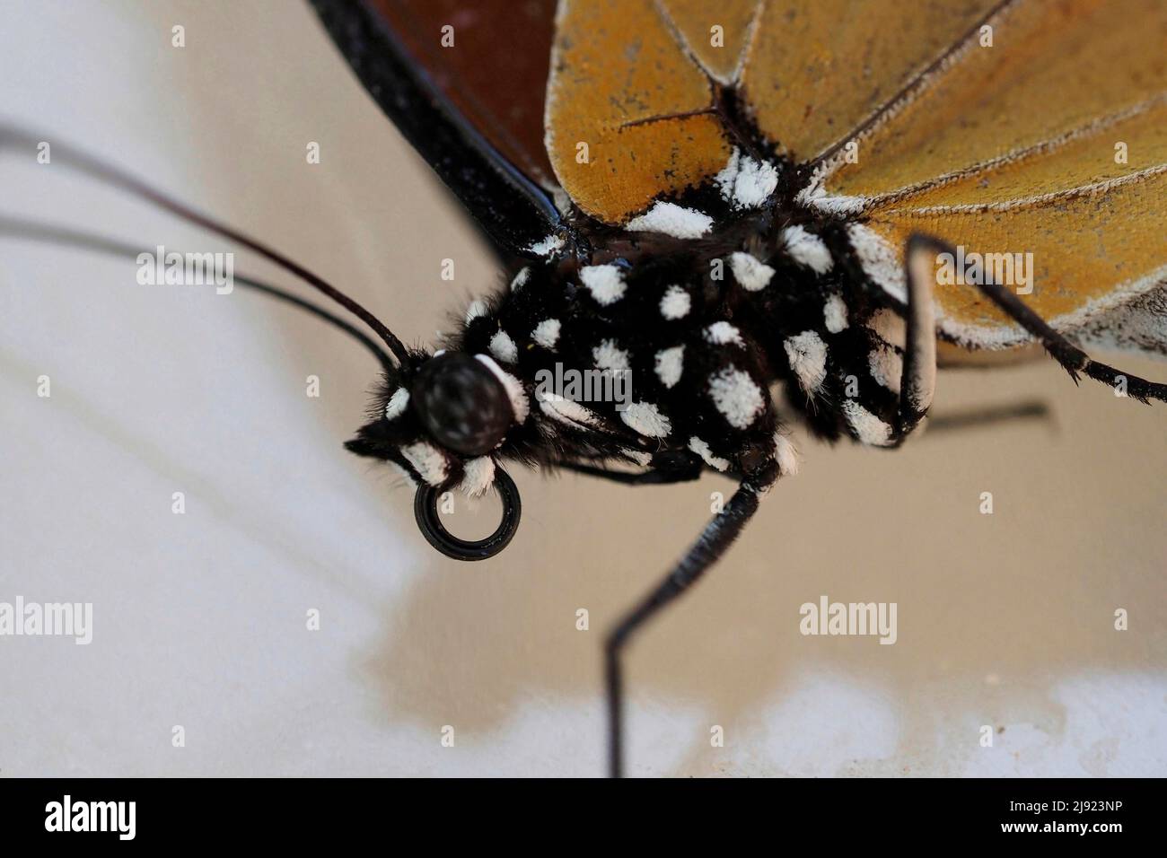 African monarch hi-res stock photography and images - Alamy