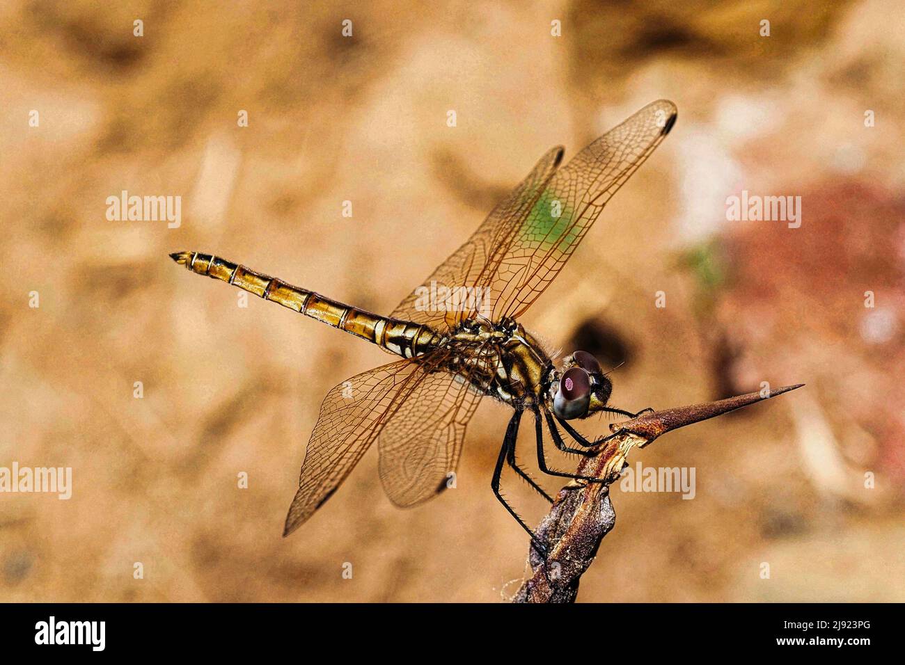 Macro, dragonfly, red sun pointer (Trithemis arteriosa), female Stock ...