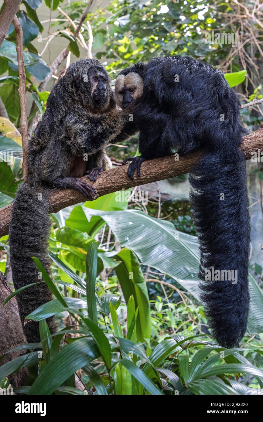 Male pale headed saki monkey pithecia pithecia hi-res stock photography ...