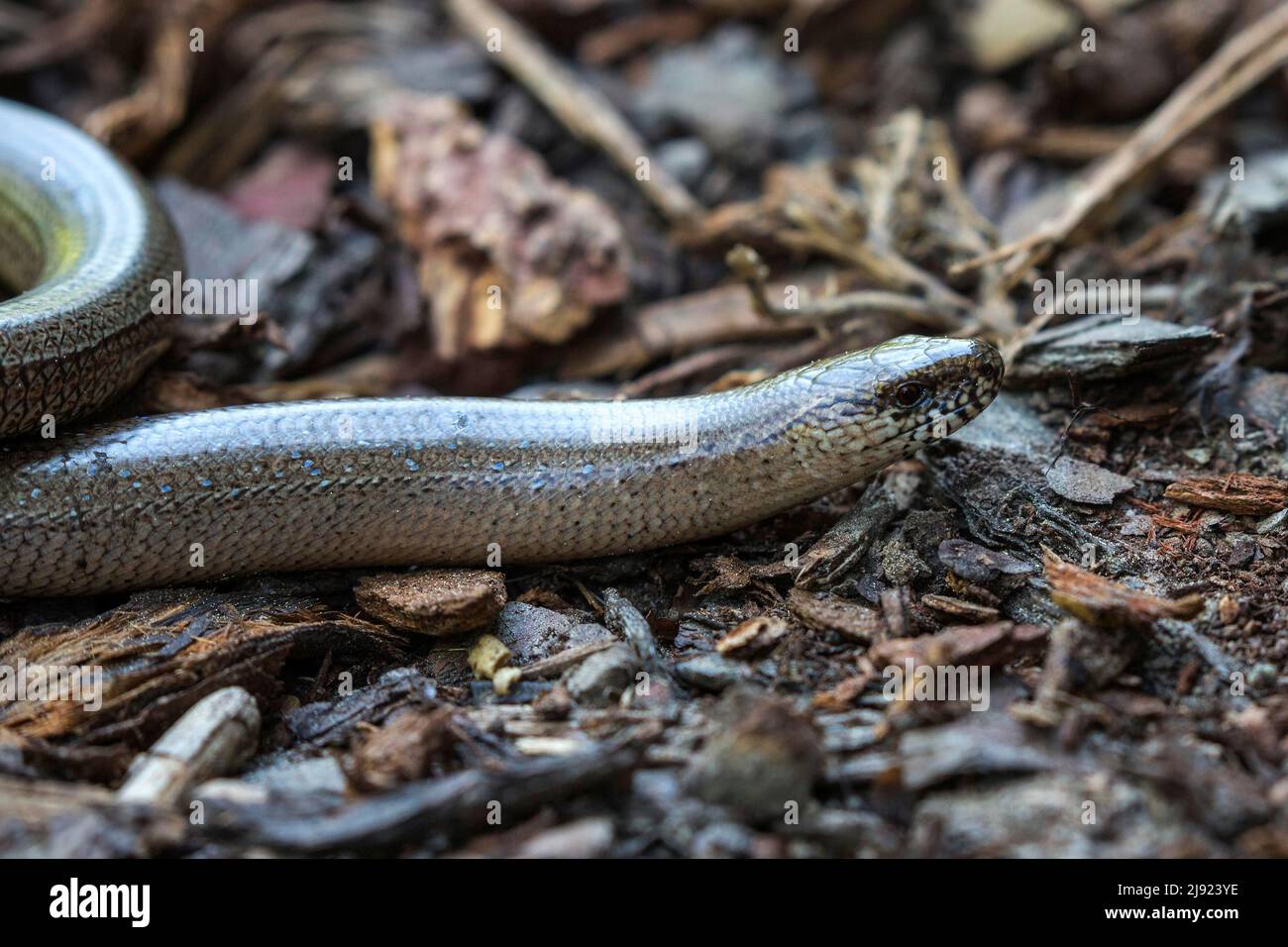 Slow worm (Anguis fragilis), Baden-Wuerttemberg, Germany Stock Photo ...