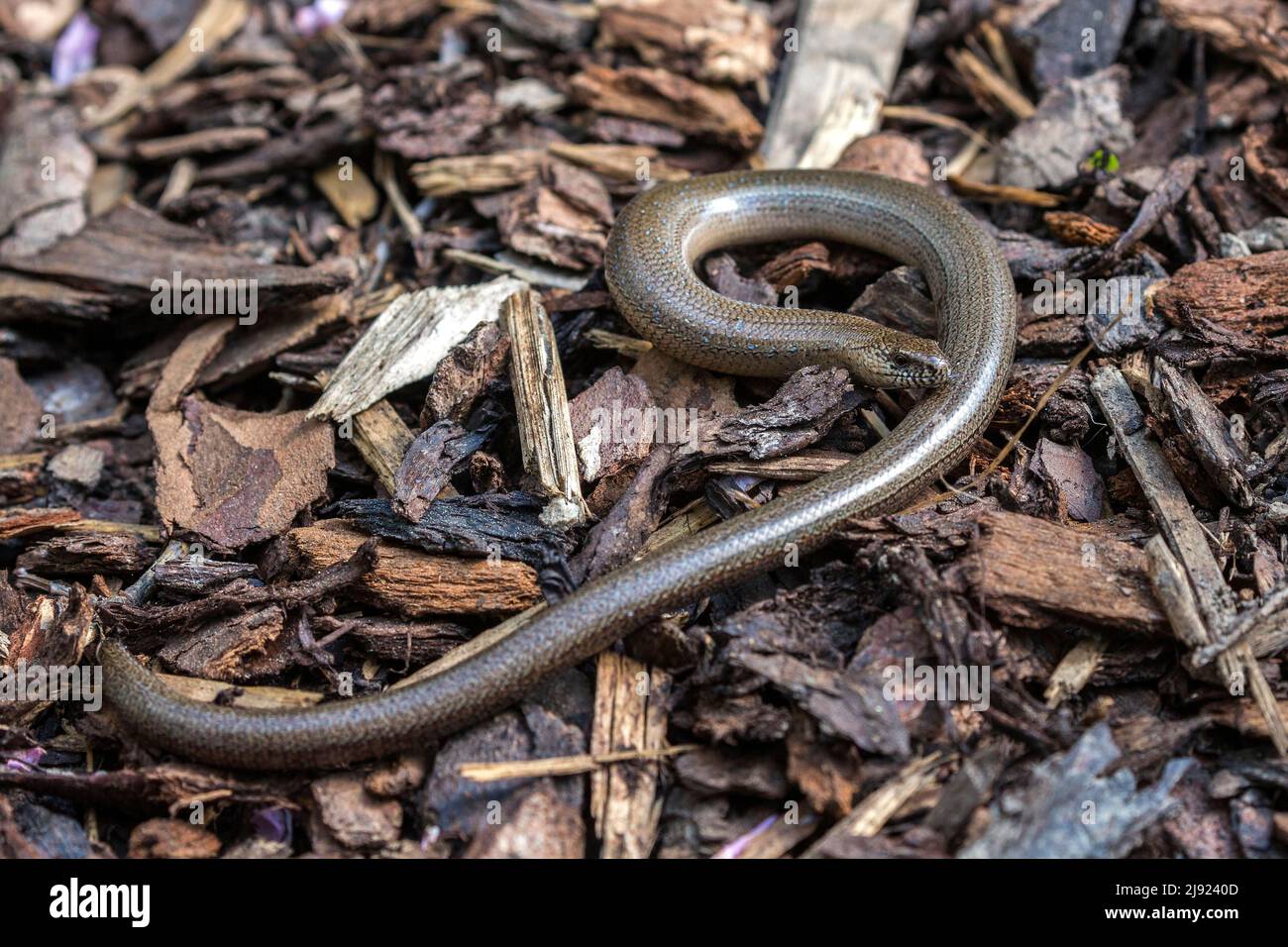 Slow worm (Anguis fragilis), Baden-Wuerttemberg, Germany Stock Photo ...