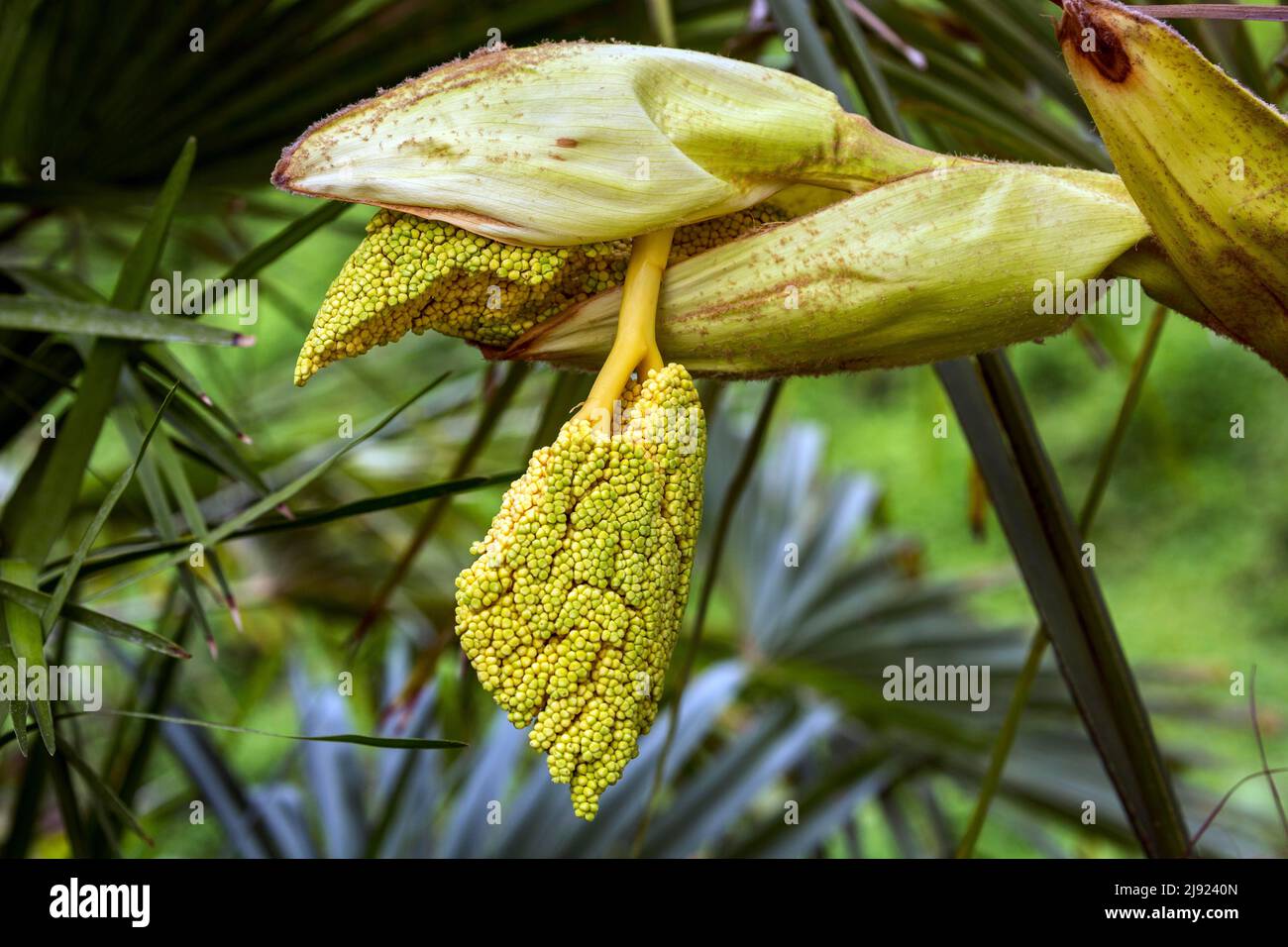 Chusan palm trachycarpus fortunei hi-res stock photography and images ...