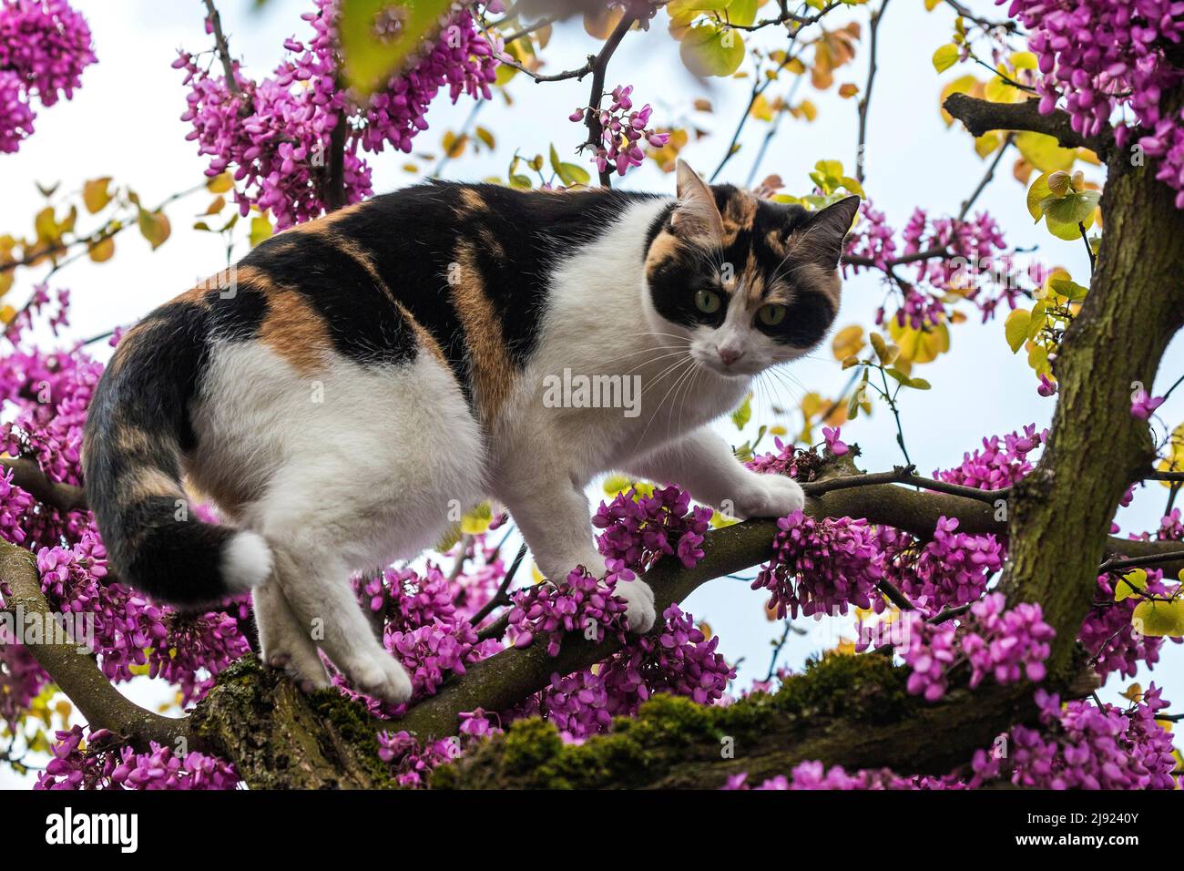 Cat, European shorthair, felidae (Felis catus), tricolour, sitting on ...